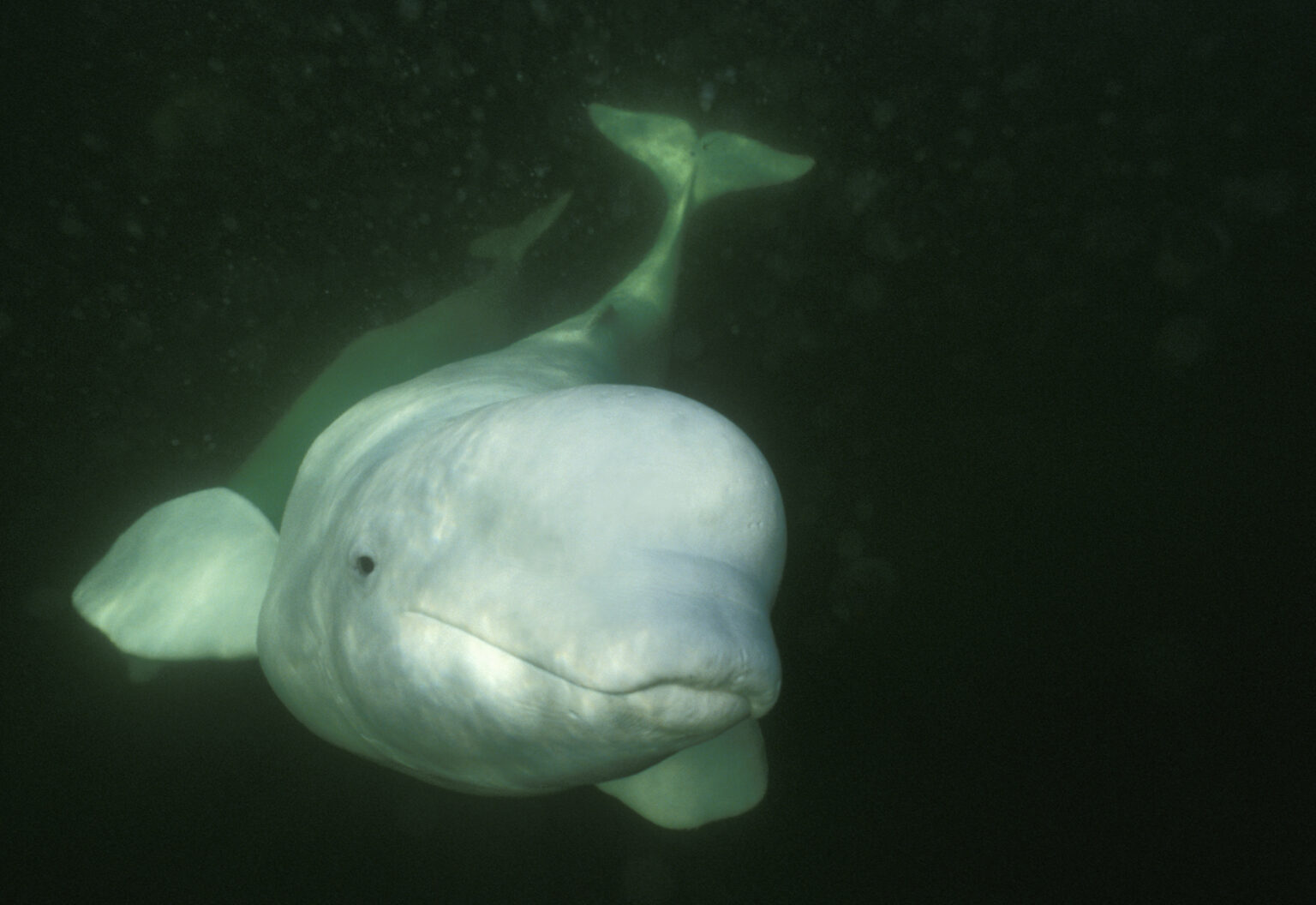 Endangered Cook Inlet Beluga Whale Remains Listed