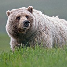 Conservation groups join lawsuits on predator control