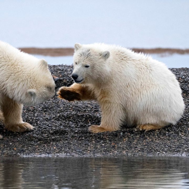 See polar bears in the wild!