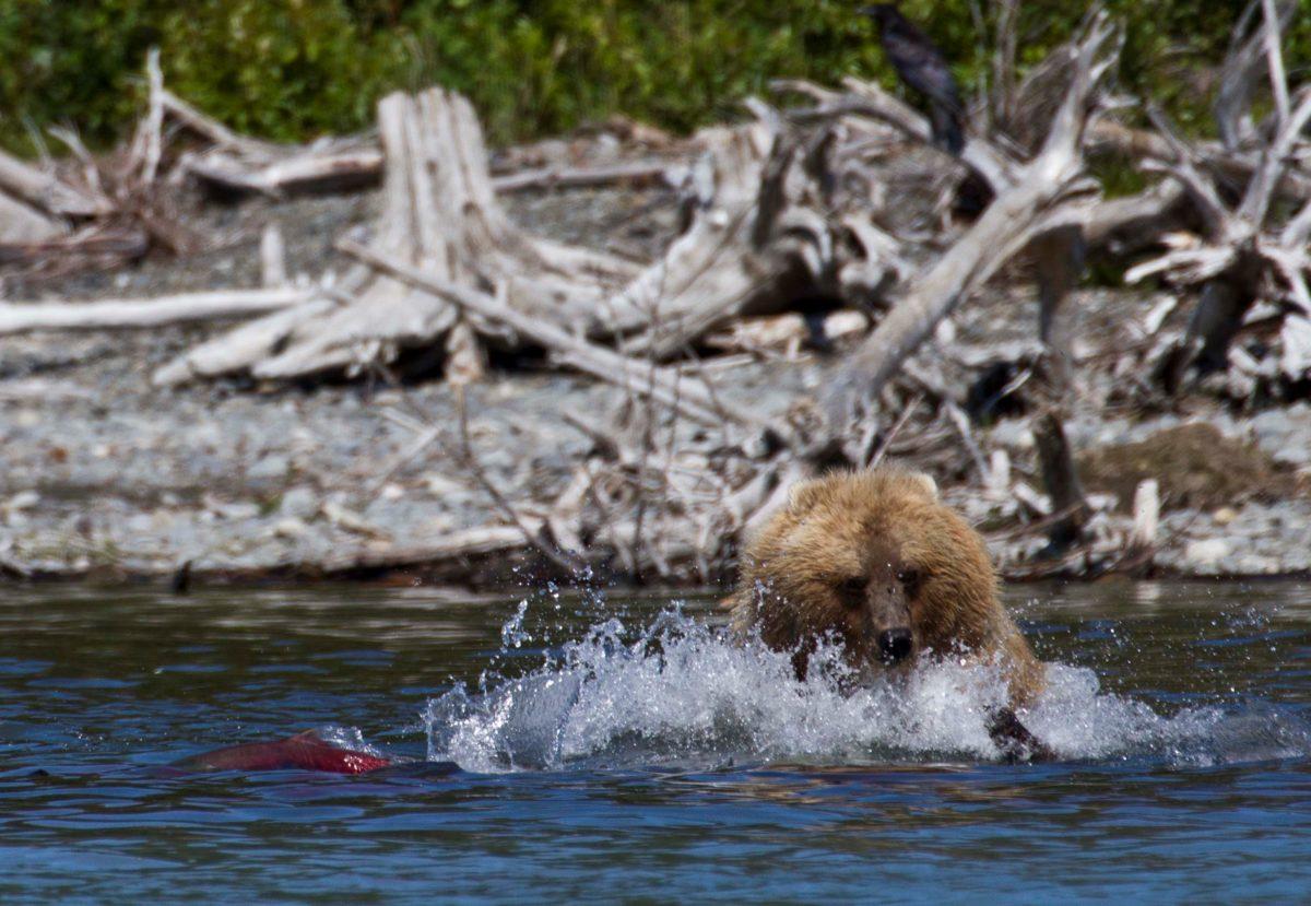 Case closed: Supreme Court declines to hear case, ban on brown bear ...