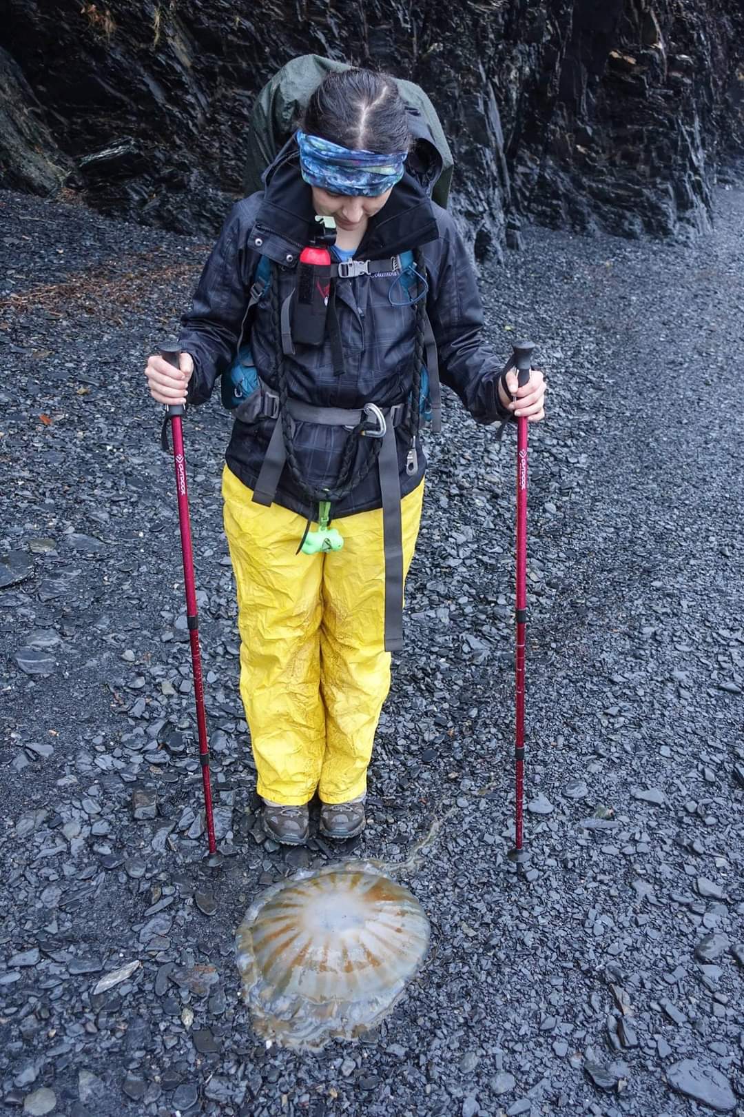 Attorney Michelle Sinnott is back—and still “Into the Wild”