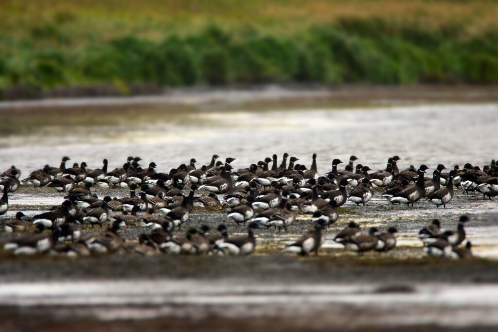 What does the law do? ANILCA and public lands in Alaska