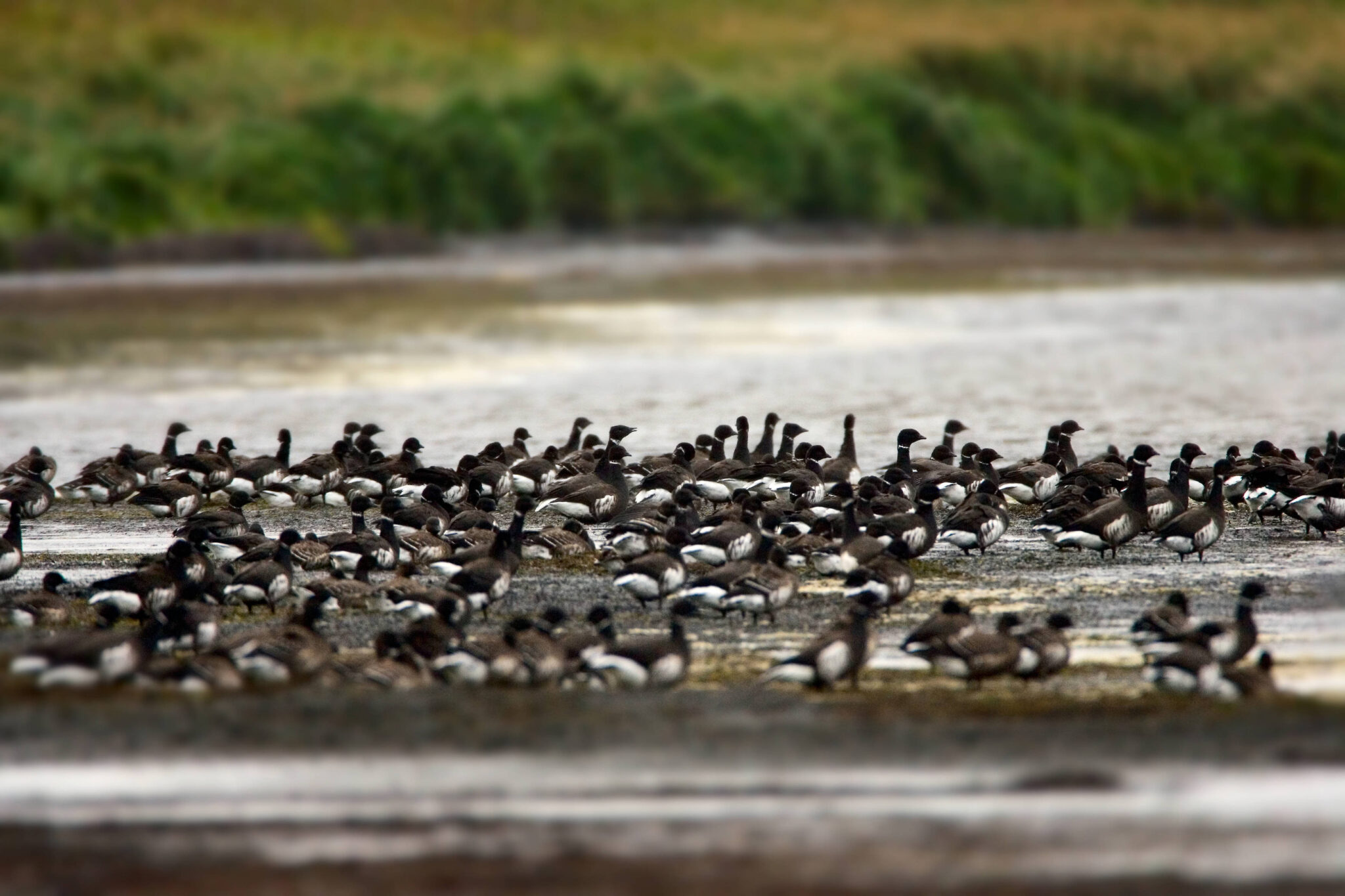 What does the law do? ANILCA and public lands in Alaska