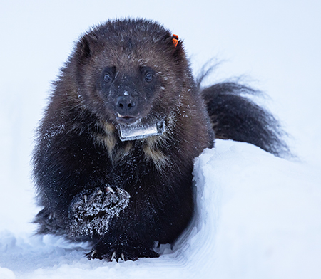 On beings and biomes--the Wolverine