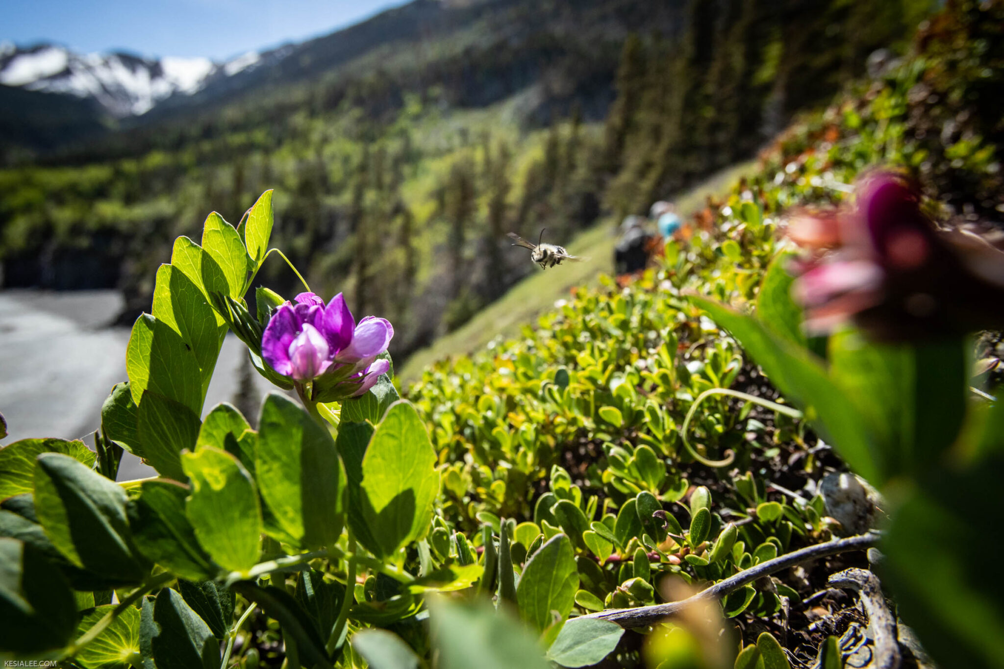 Beings and biomes: keystone and indicator species