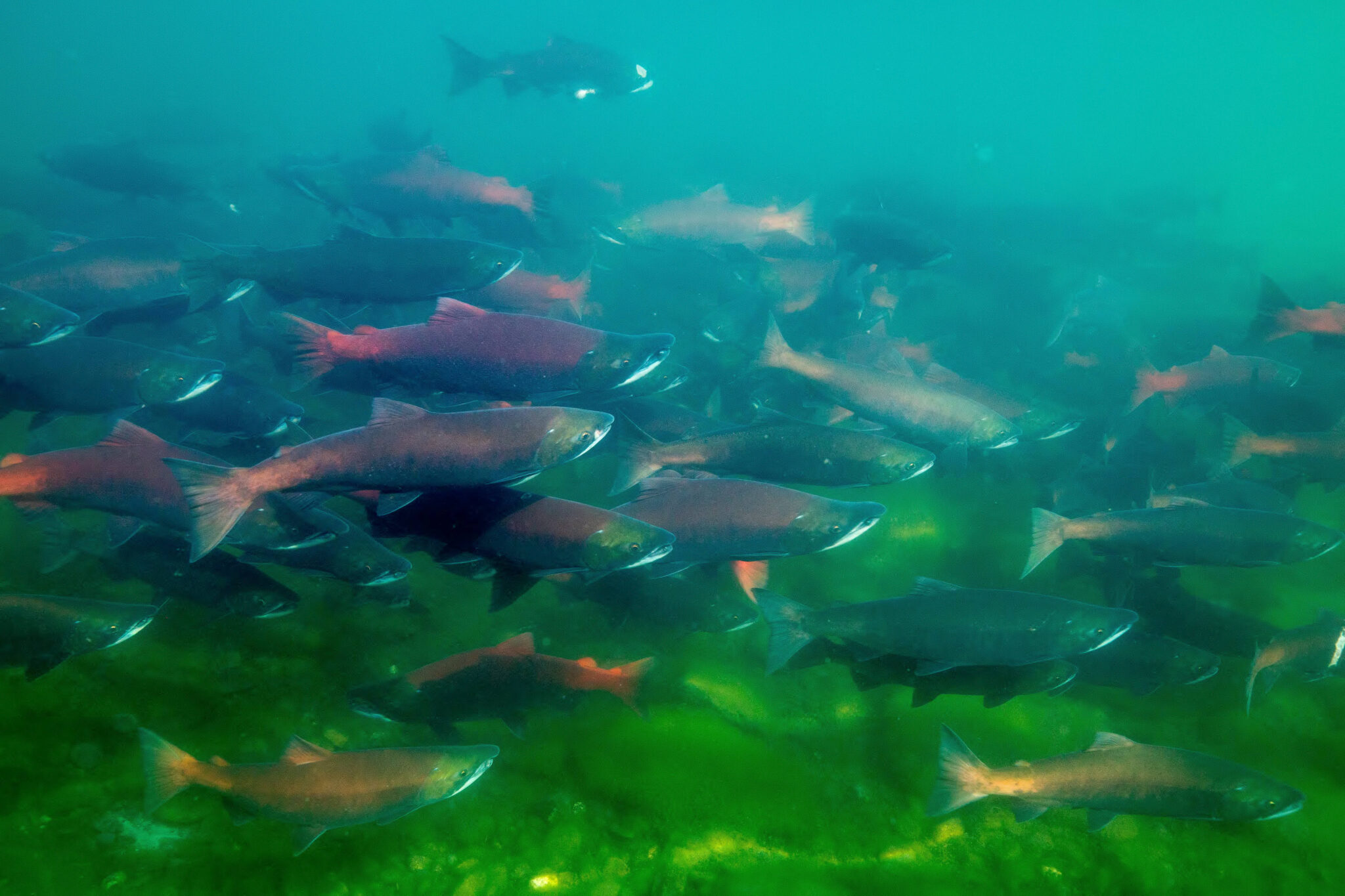 Beings and biomes: keystone and indicator species