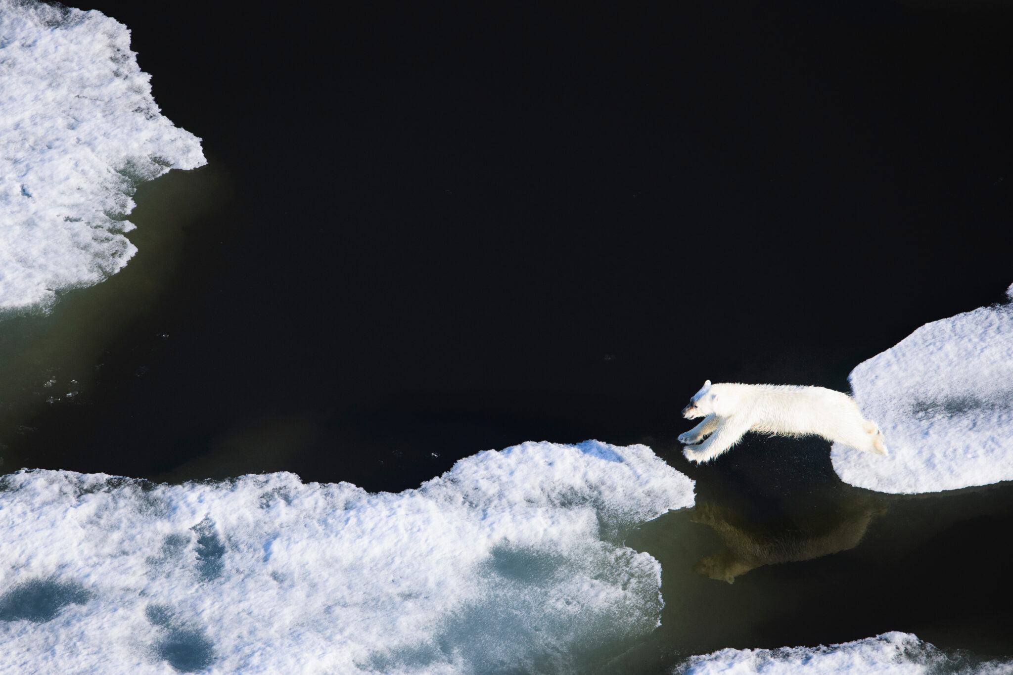 What does the Endangered Species Act do?