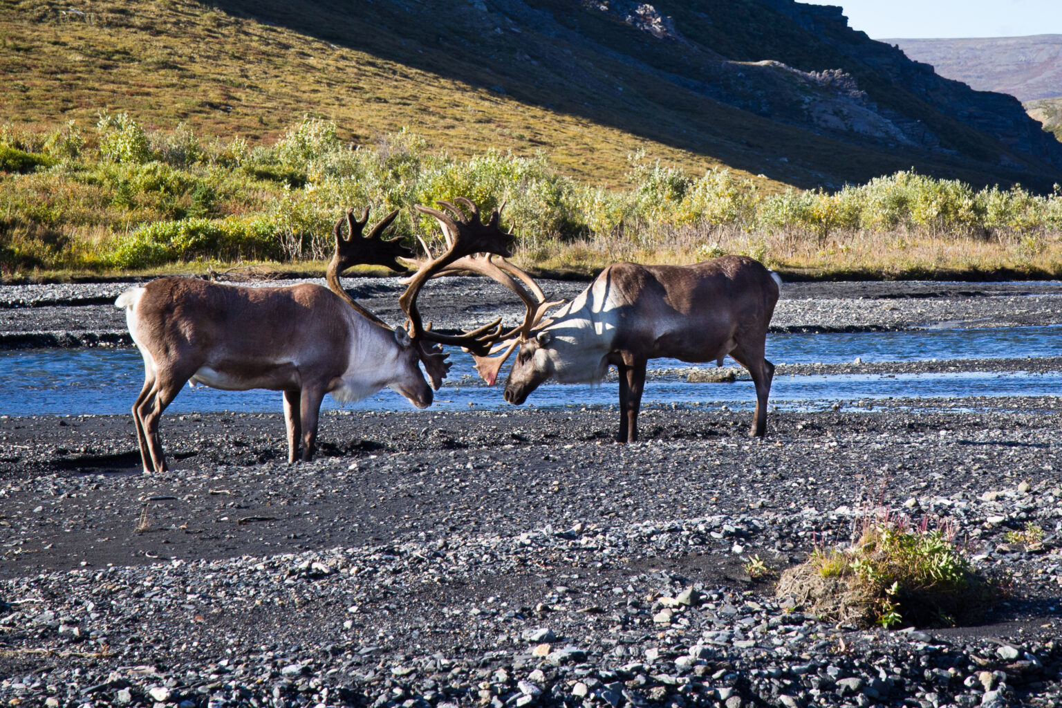 On beings and biomes—caribou and their migrations
