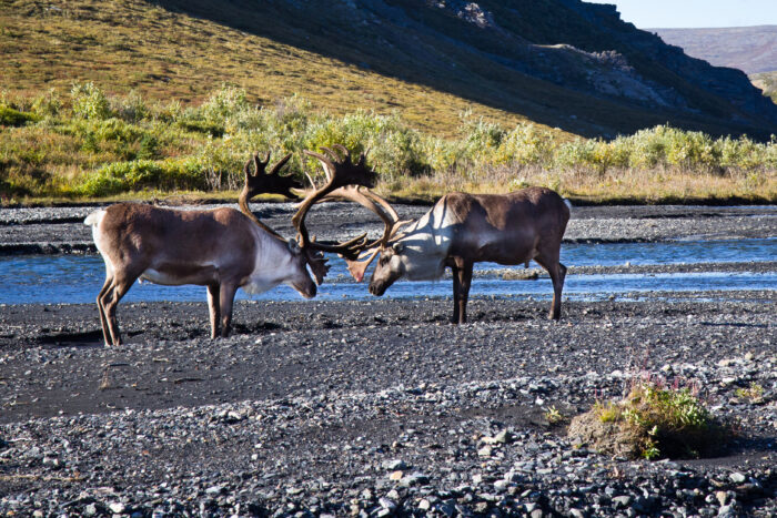 On beings and biomes—caribou and their migrations