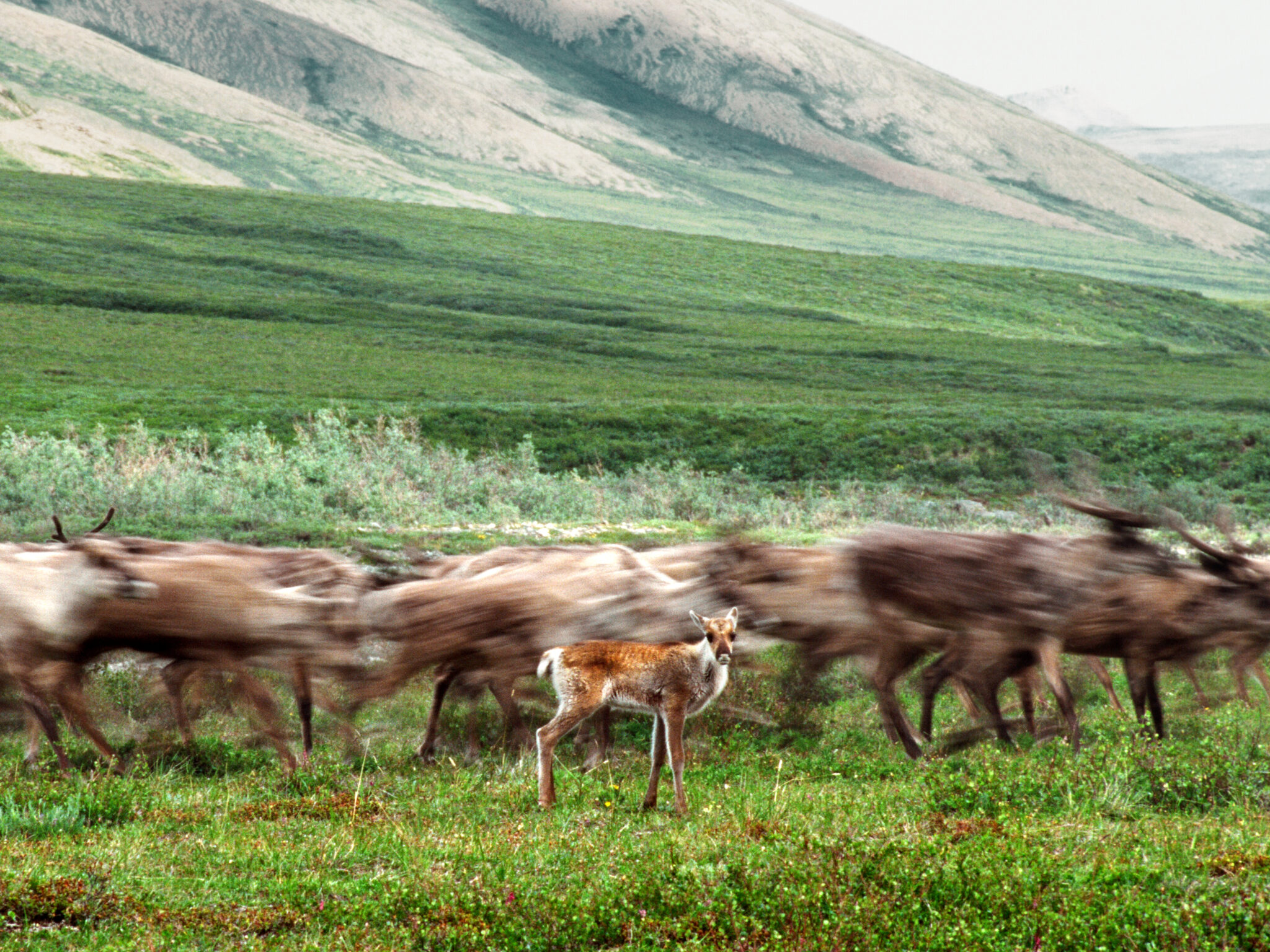 On beings and biomes—caribou and their migrations