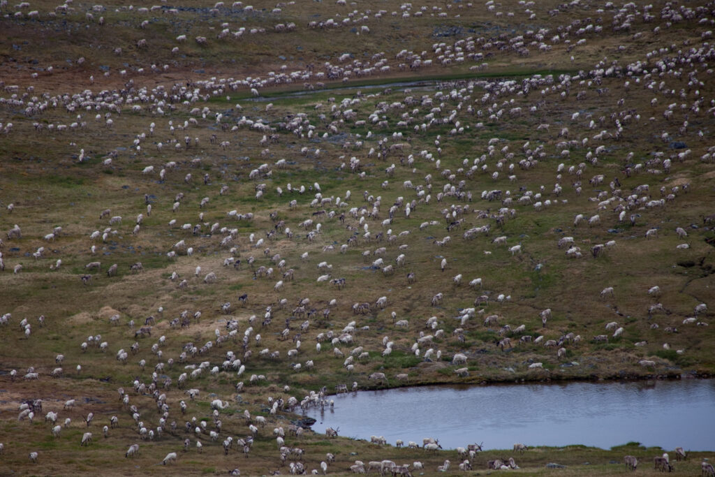 On beings and biomes—caribou and their migrations