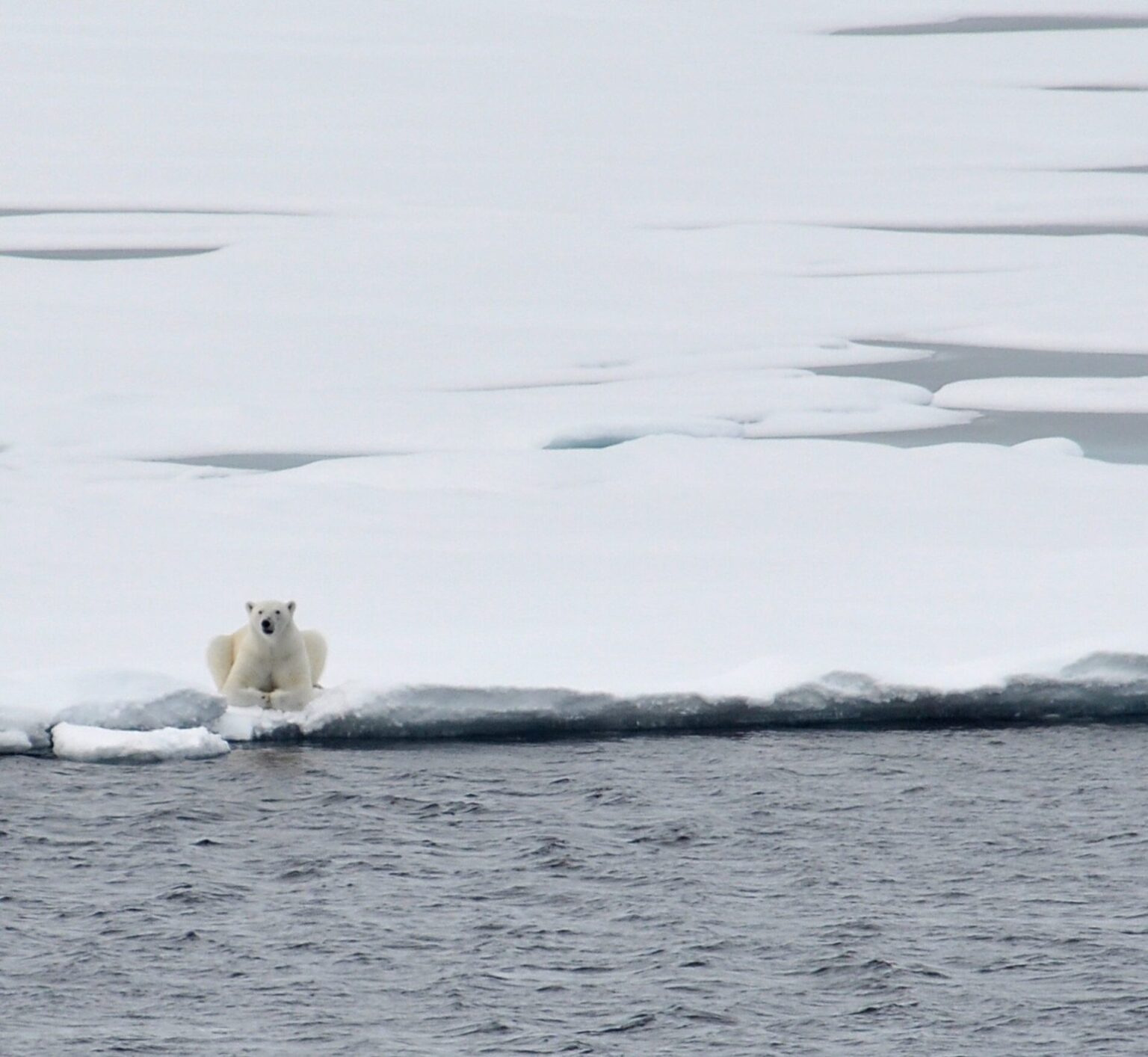 On beings and biomes—sea ice is everyone’s business