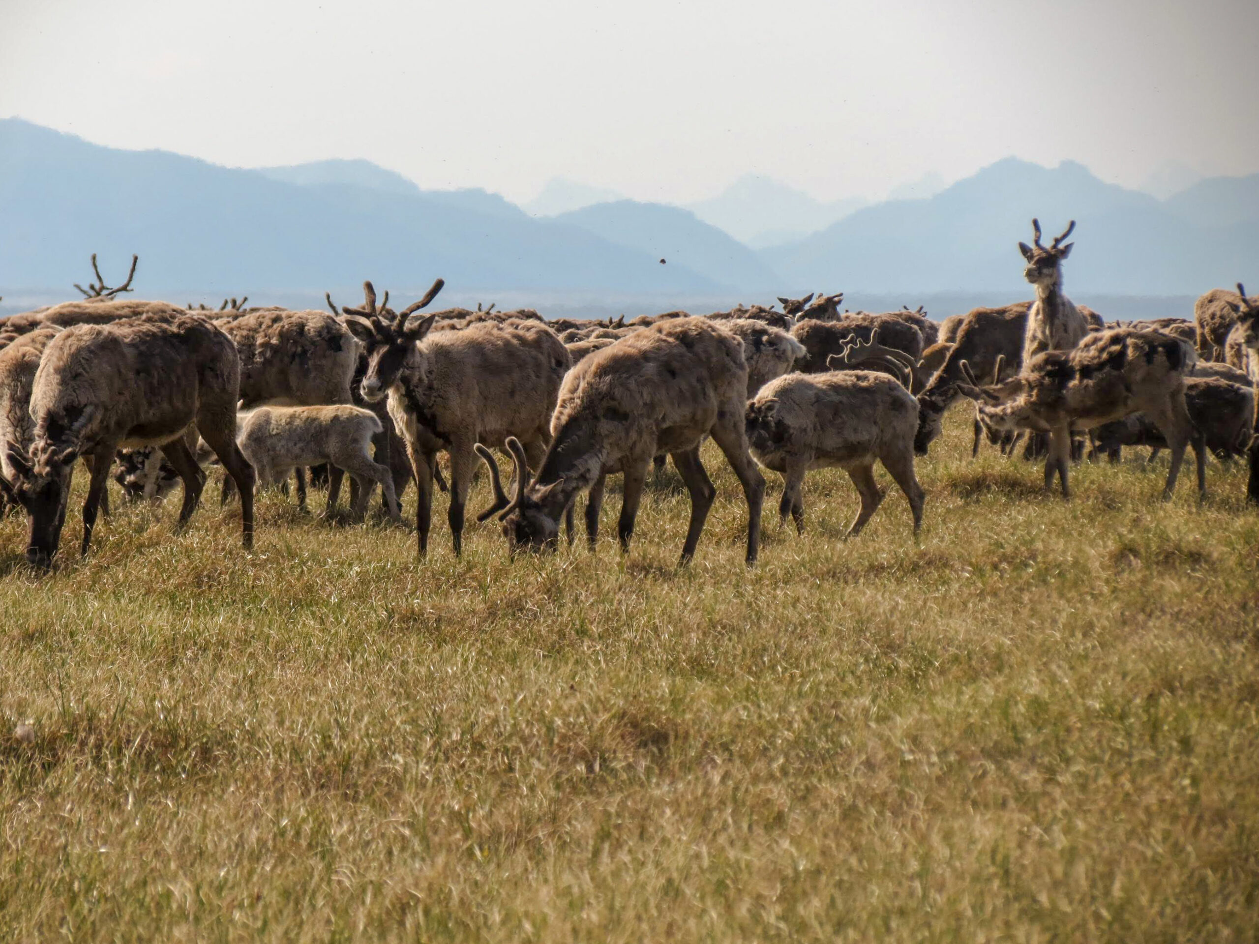 Our Arctic Refuge litigation ramps up, and caribou herd populations ...