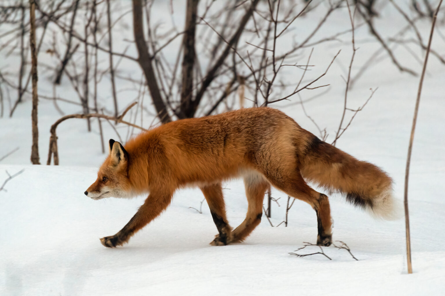 Beings and biomes—life in the subnivean zone